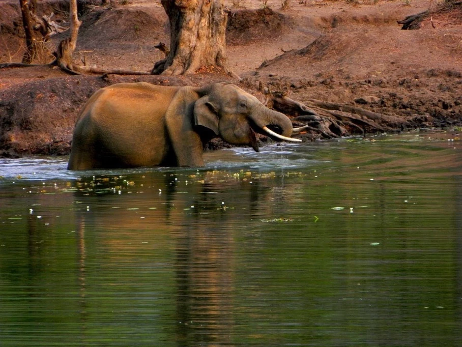 How to achieve Inner peace with farm living | Concrete Audio